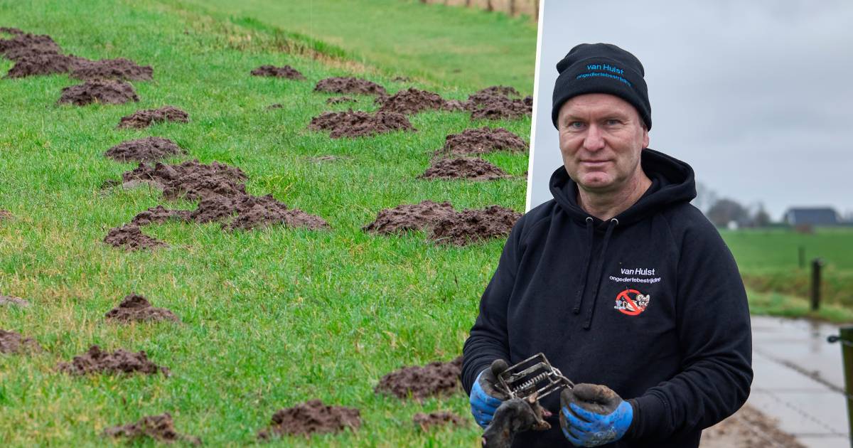 Bermen, voetbalvelden en tuintjes bomvol molshopen: dit is er aan de ...