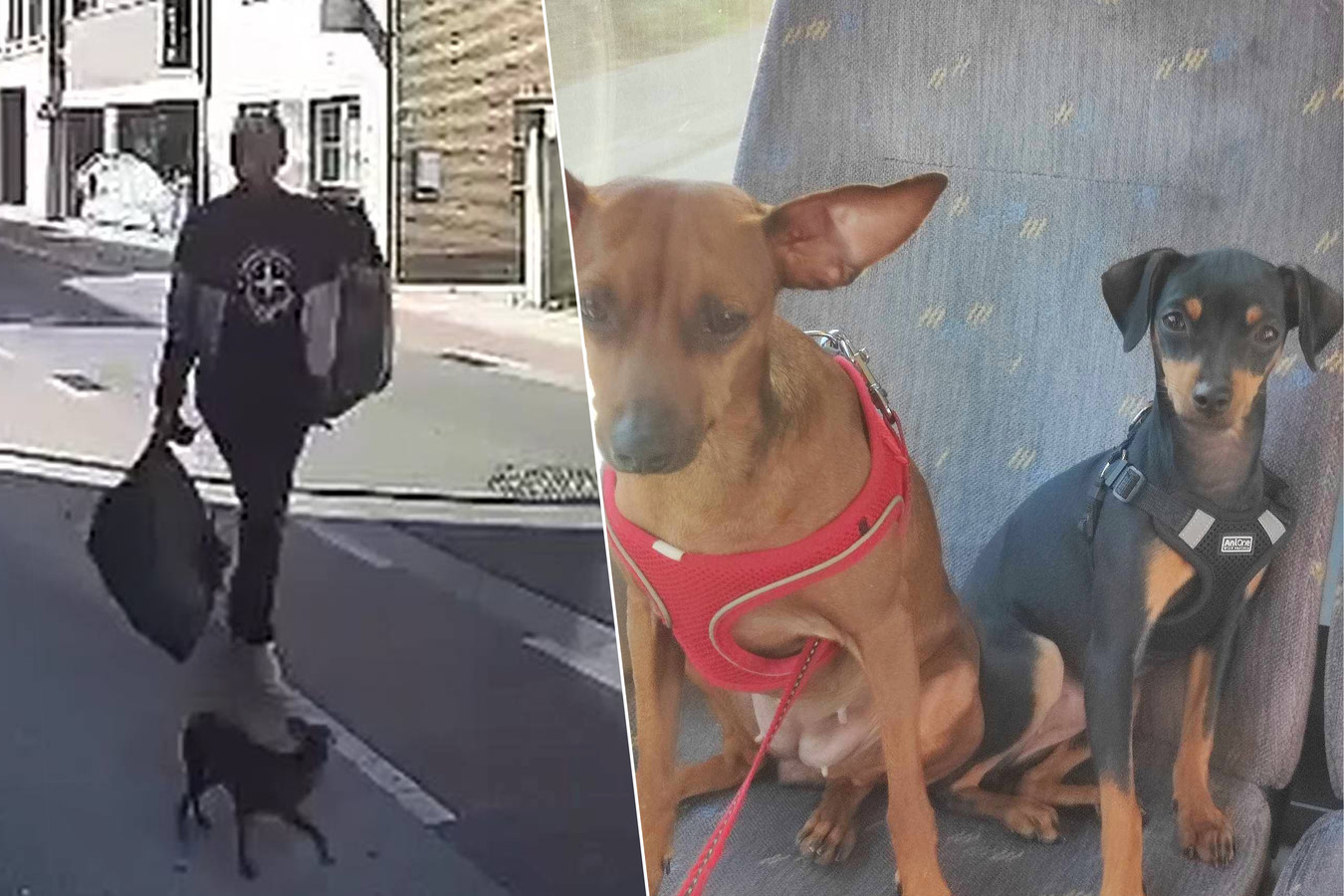 “2.500 euro losgeld om Angel en Diva levend terug te zien”: dieven gaan ...