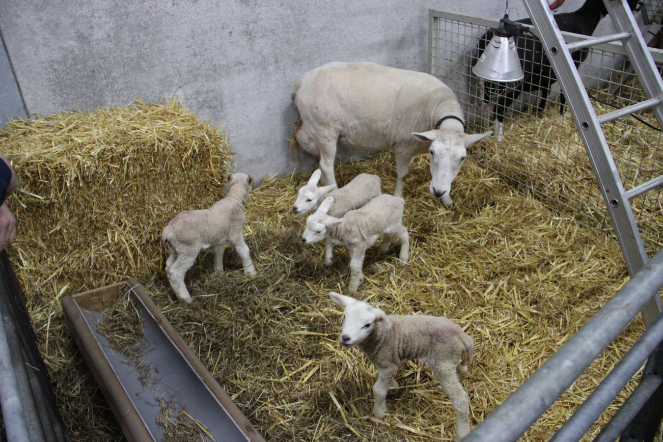 Schattig! Schaap Laura bevalt van vijfling in Ingelmunster ...