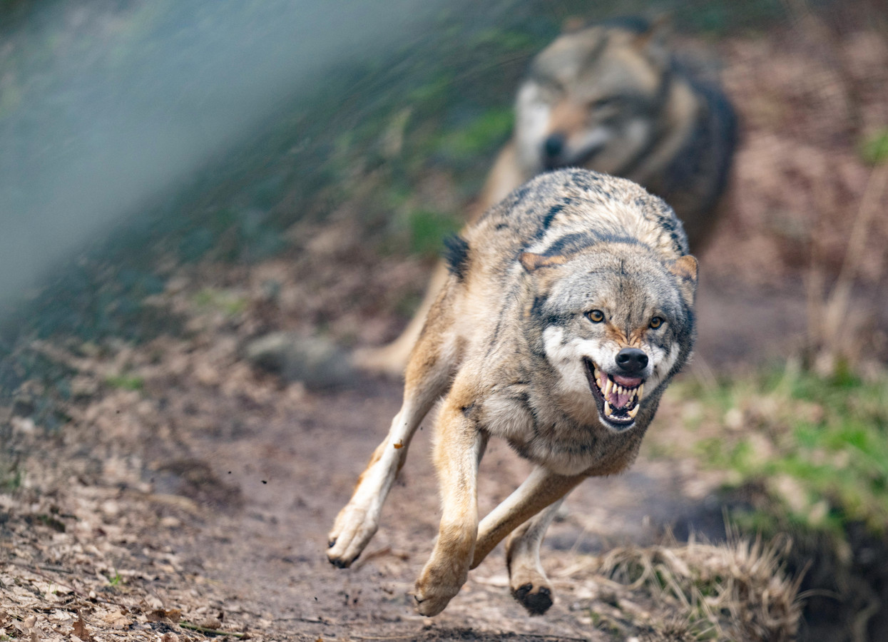 Is de wolf een gevaar voor het Land van Cuijk? | Foto | gelderlander.nl