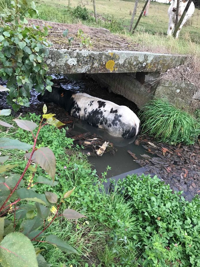 Truiense dierenambulance draait overuren: “Van een koe in de beek, over ...