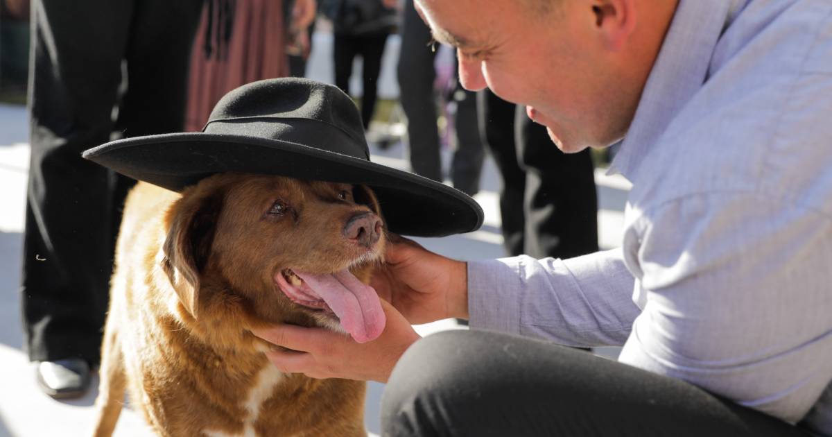 Groot feest voor oudste hond ter wereld: Bobi blaast 31 kaarsjes uit ...