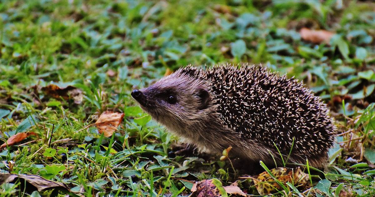 Ook egel treft winterse voorbereidingen | Breda | bndestem.nl
