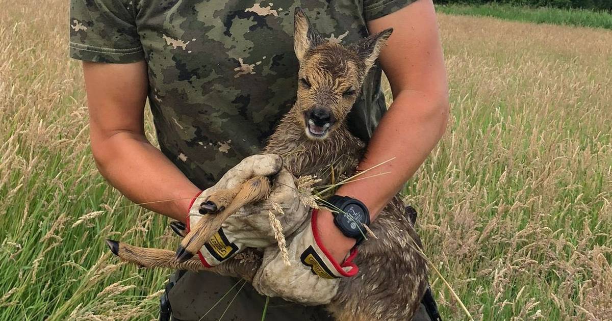 Boswachter zet drone in voor start maaiseizoen: acht reekalfjes gered ...