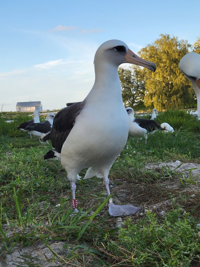 Daar is albatros Wisdom weer, met haar 71 de oudste wilde vogel ter wereld | Het leukste van het ...