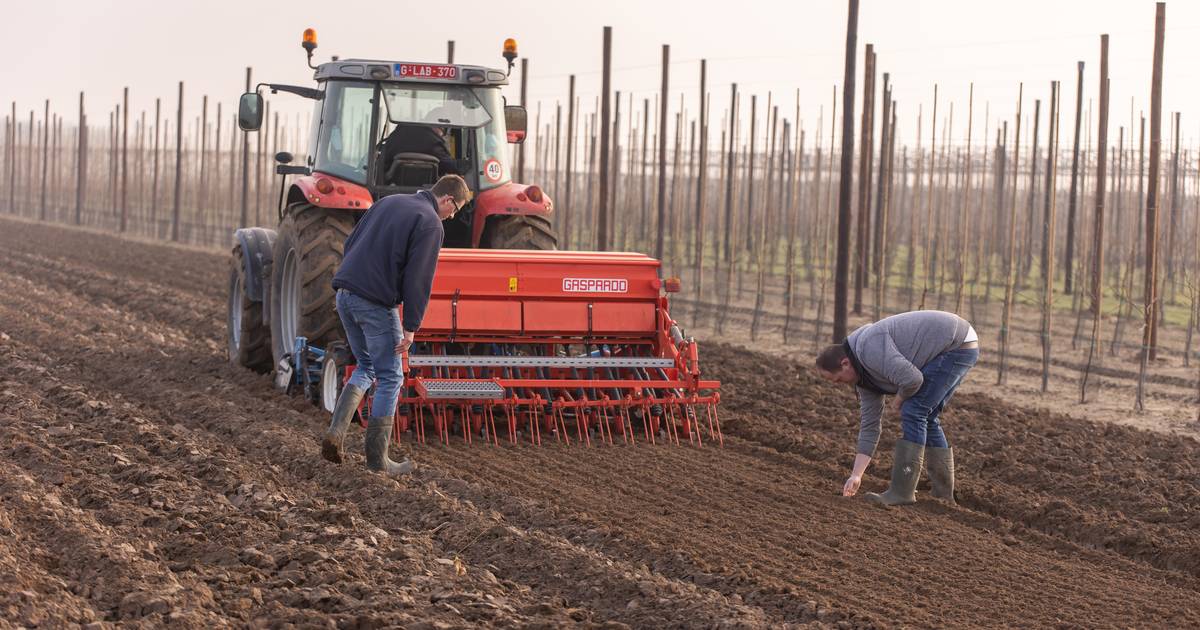 Riemste boer (25) teelt voortaan gerst voor Alken-Maes: “Fantastisch ...