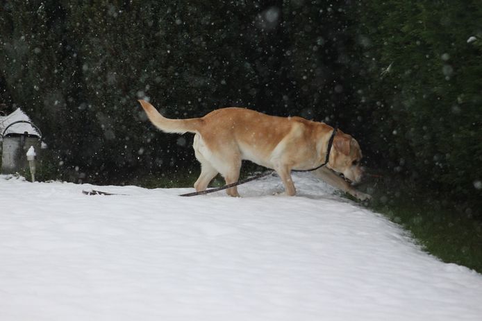 Opgepast voor strooizout! Brugse labrador zoekt laatste stukje groen in ...