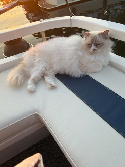 Dit zijn jullie inzendingen van de leukste katten op Wereldkattendag 2023 | Foto | AD.nl