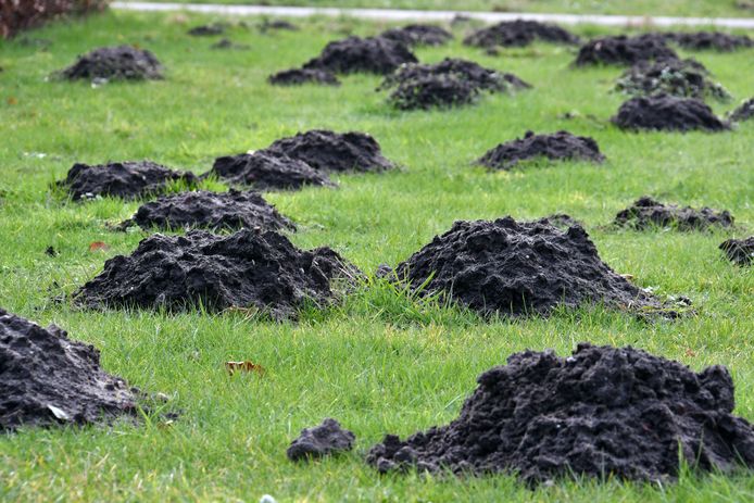 Molshopen in je tuin? Wees blij, is de boodschap tijdens het landelijke ...