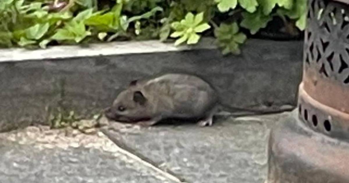 Ratten teisteren Eindhovense Kruidenbuurt: ‘Mijn schuur zit onder de ...