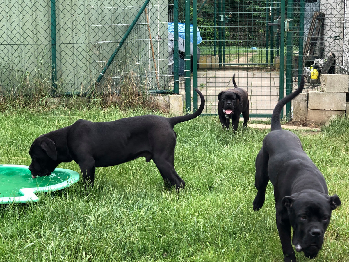 Dierenasiel Tienen ontfermt zicht over cane corso’s uit verwaarloosde ... Dierenasiel Tienen ontfermt zicht over cane corso’s uit verwaarloosde ...