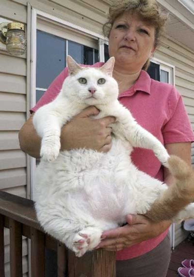 Prince Chunk, moddervet symbool van recessie, overleden | De Morgen