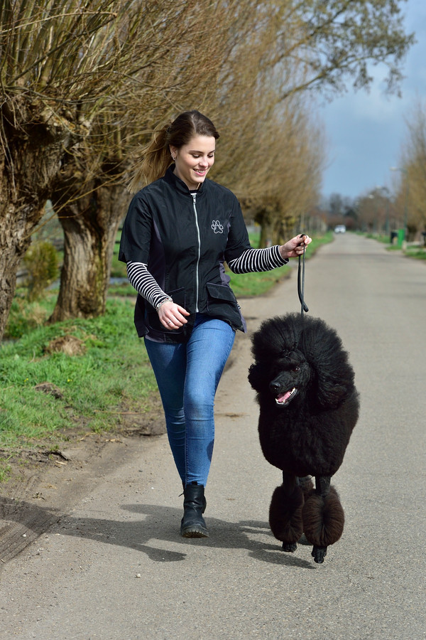 Julia (24) reist hondenshows in hele land af met poedel Amor: ‘Hij ...