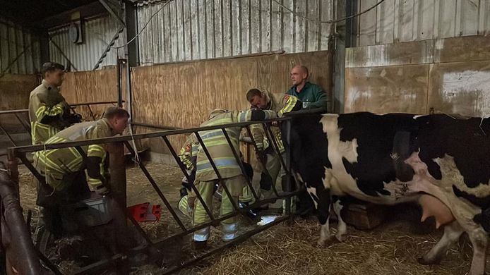 Koe met kop klem tussen spijlen van hek in stal | Woerden | AD.nl