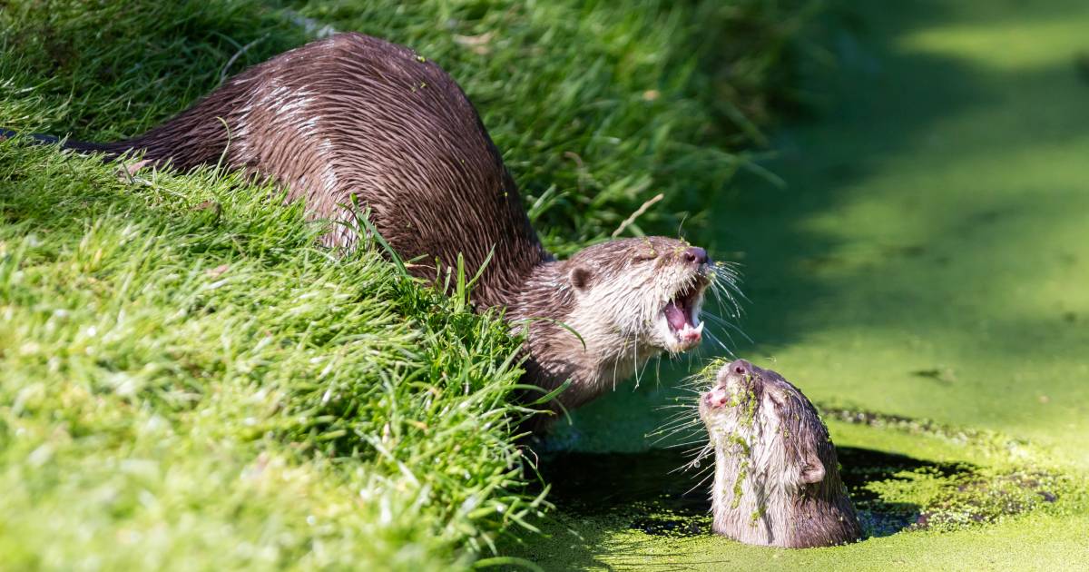 Hoera! De otter is terug in de Biesbosch: ‘Een euforisch moment’ | West ...