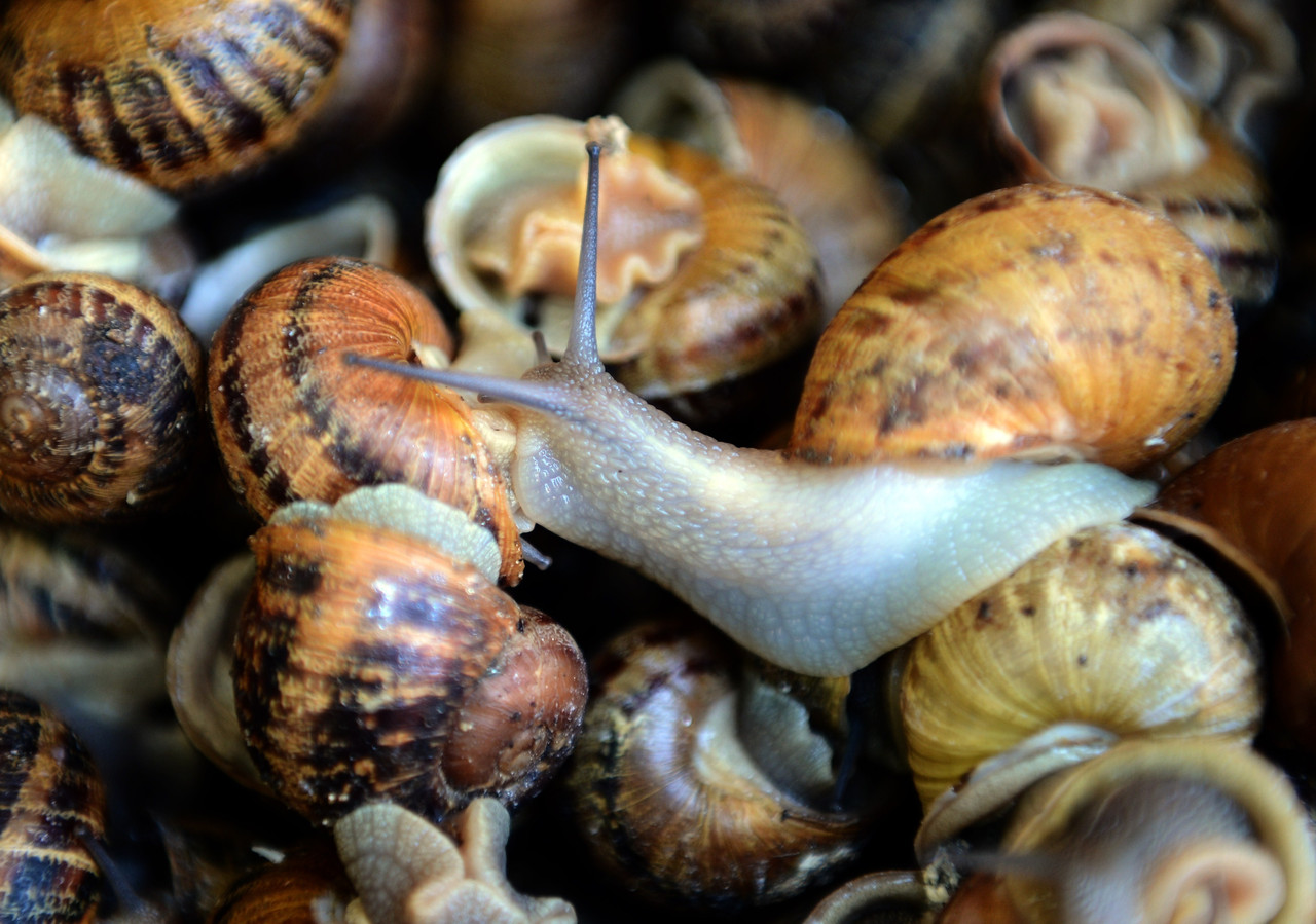 Zo traag als een slak? Dieren blijken gevaar voor honden | Foto | hln.be
