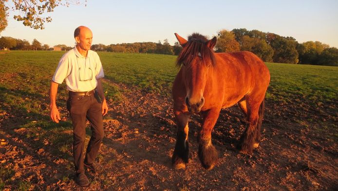 Paard via neusgaten doodgeschoten: "Dader moet een psychopaat zijn ...