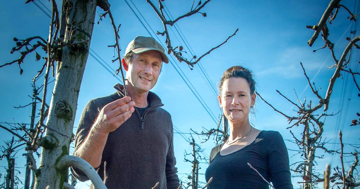 René en Thea Elshof telen de Elshof Elstar in Balgoij | Maas en Waal | gelderlander.nl