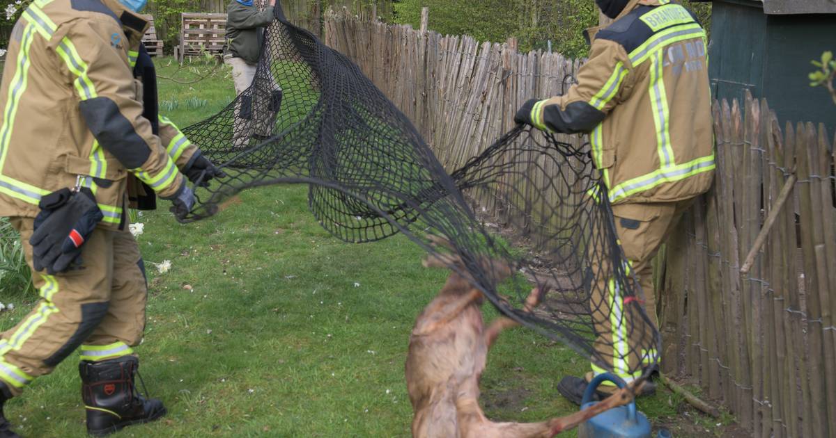 Jong hert met gebroken poot belandt in achtertuin Kontichs gezin ...