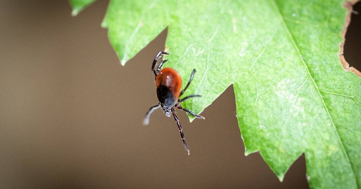 Eén Tekenbeet Verwoestte Op Haar 11de Het Leven Van Annemarie ‘voor