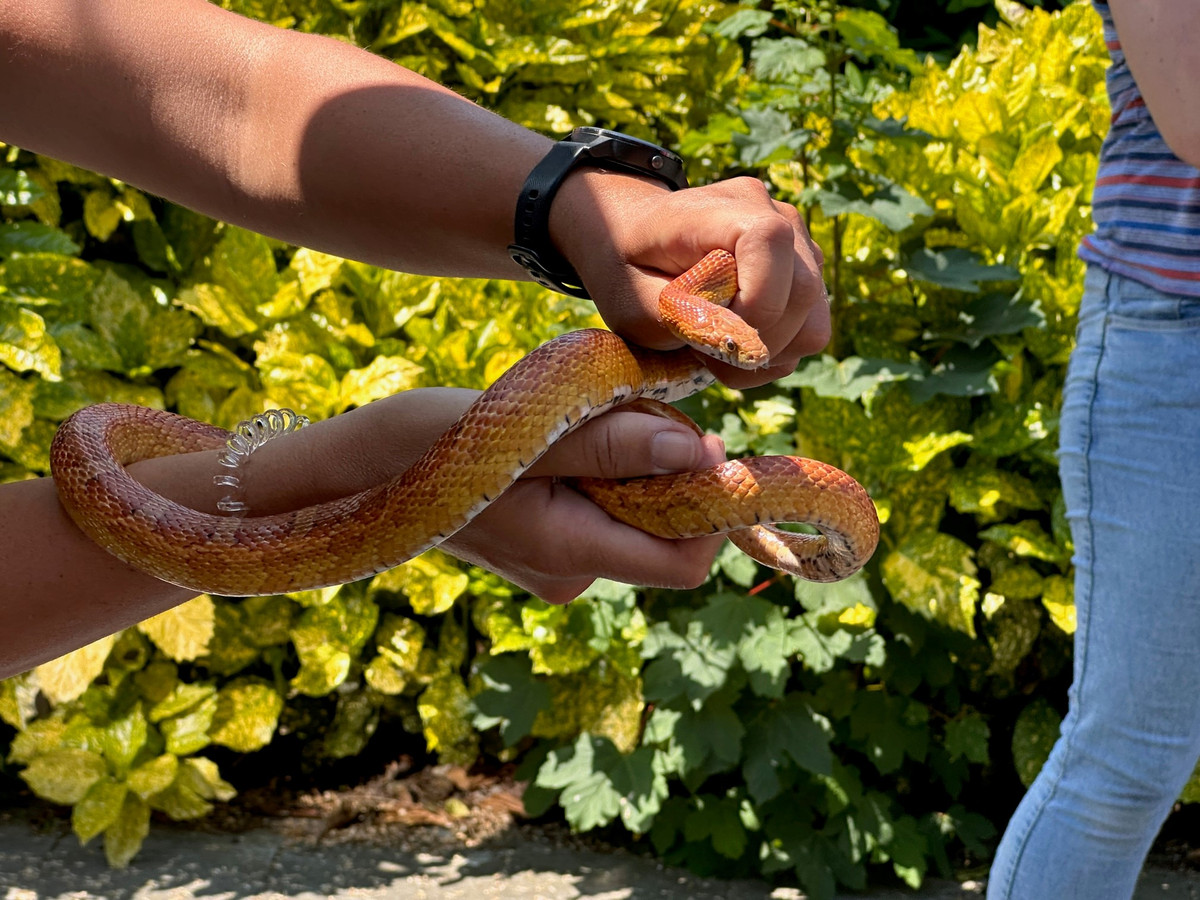 En plots ziet Brugse vrouw slang door haar voortuin kruipen ...
