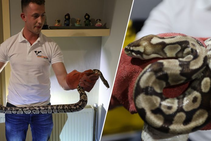 Man schrikt op tijdens tv-kijken en ontdekt plots koningspython achter ...