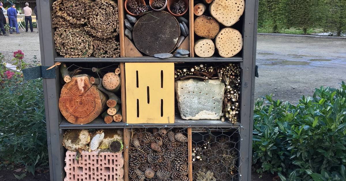 Open dag bij bijenhal op Landpark Assisië | Meierij | bd.nl