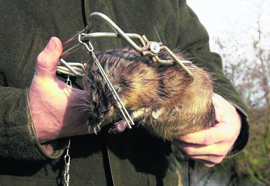 Rattenvanger doet werk zo goed dat muskusrat zeldzaam wordt ...