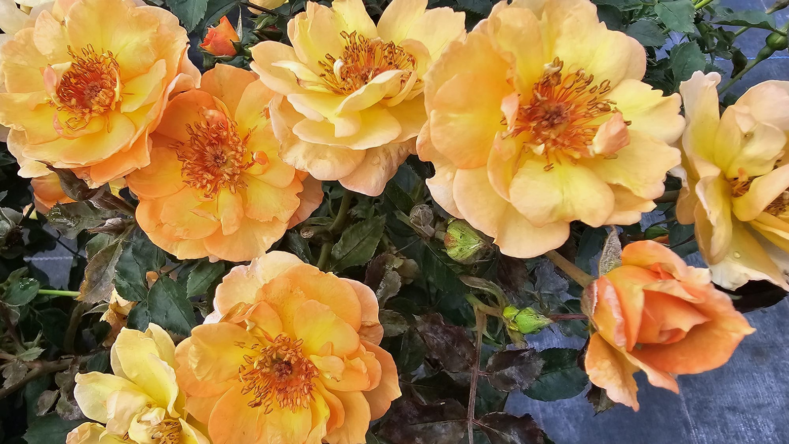 Rozenkwekers herdenken overleden dochter met eigen roos: “Hopelijk ...