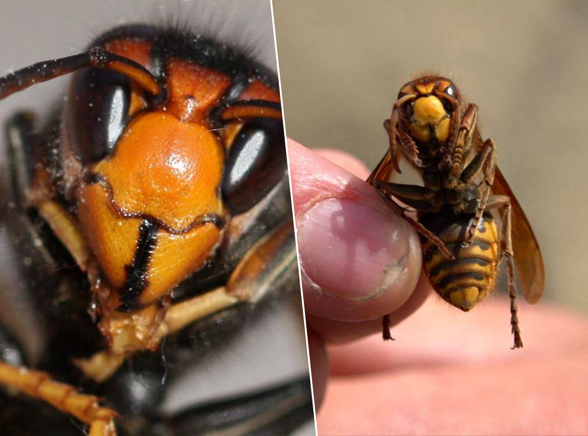 Wie nest Aziatische hoornaar laat verdelgen, krijgt kosten terugbetaald ...