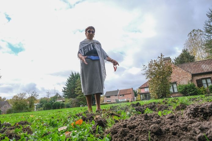 Jacht op everzwijn geopend nadat dier tuin van Paula (85) omwoelt ...