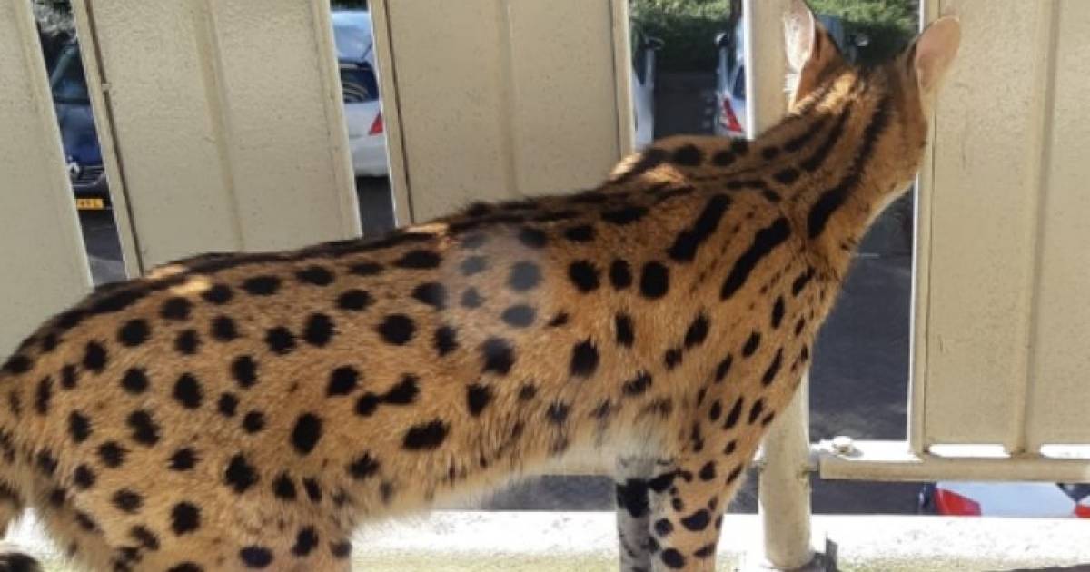 Serval als huisdier is legaal, maar absoluut af te raden: 'Een klein ...