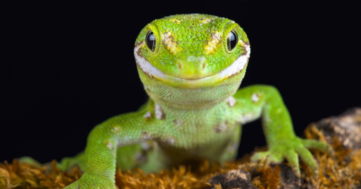 Veertien in beslag genomen gekko’s zoeken na Nederlandse schuur nieuw ...