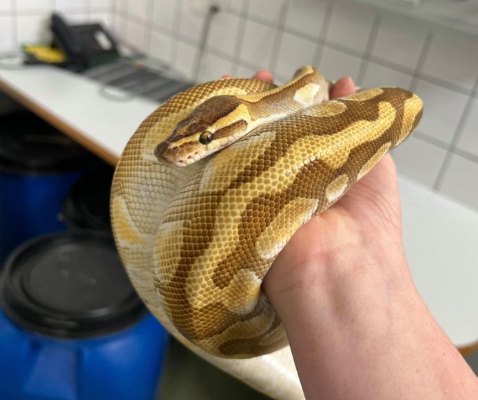 Koningspython verdwaald en gevonden bij iemand thuis in Utrecht (die ...