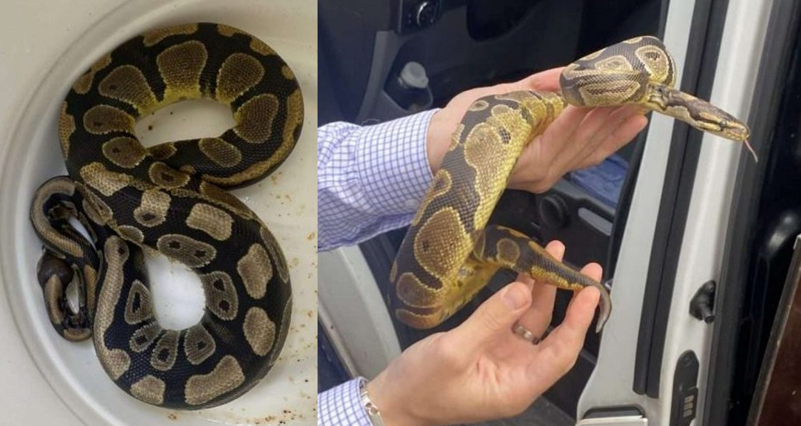 Koningspython krioelt door badkamer, oude bewoners laten slang achter ...