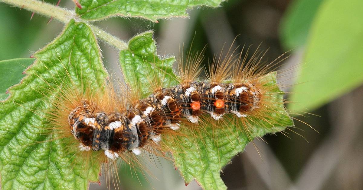 Jeuk en bultjes: deze harige rups is op het strand van Rockanje gespot ...