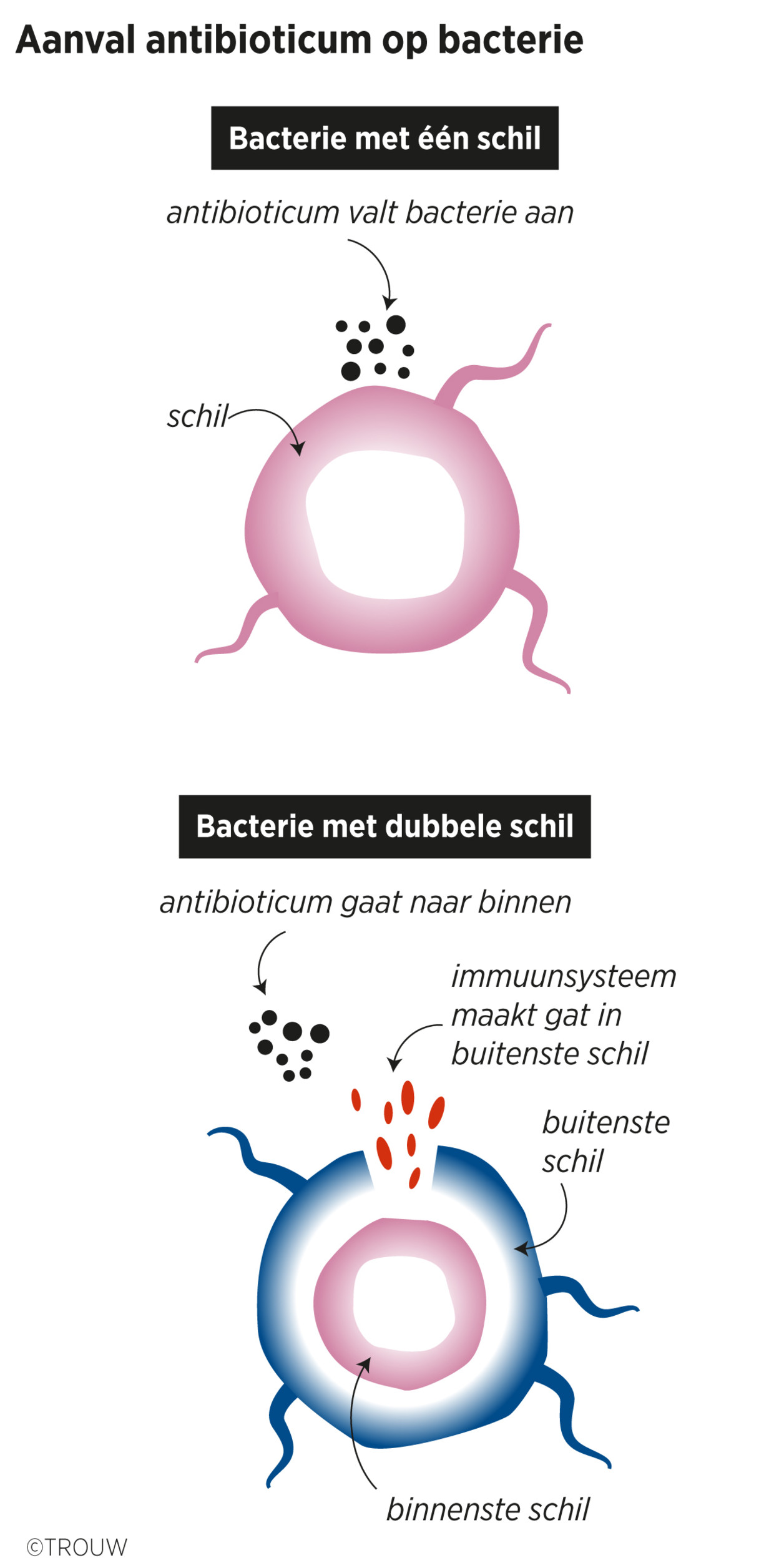 Antibiotica kunnen veel meer bacteriën doden dan eerder gedacht
