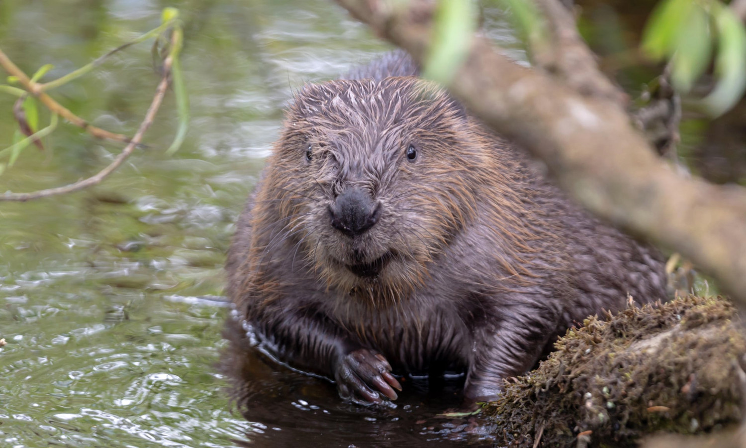 Volle kraamkamer bij otter, maar de bever zoekt zich rot naar partner ...