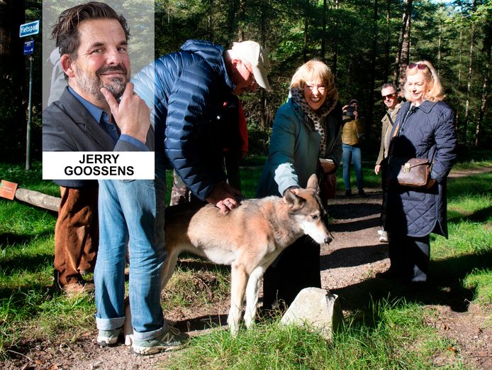Jerry vraagt zich af: zal wolf Adolf gemakkelijker een kogel door zijn ...