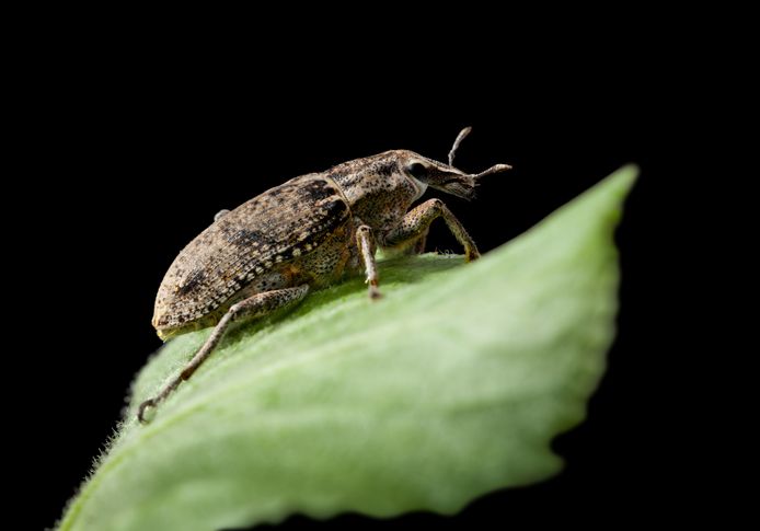 Taxuskever teistert de taxushaag langs de centrumring | Roosendaal ...