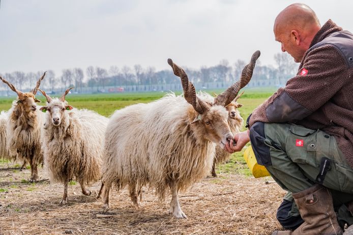 Wolf bijt schapen-zusjes dood: ‘Ons blinde schaap is van schrik de ...