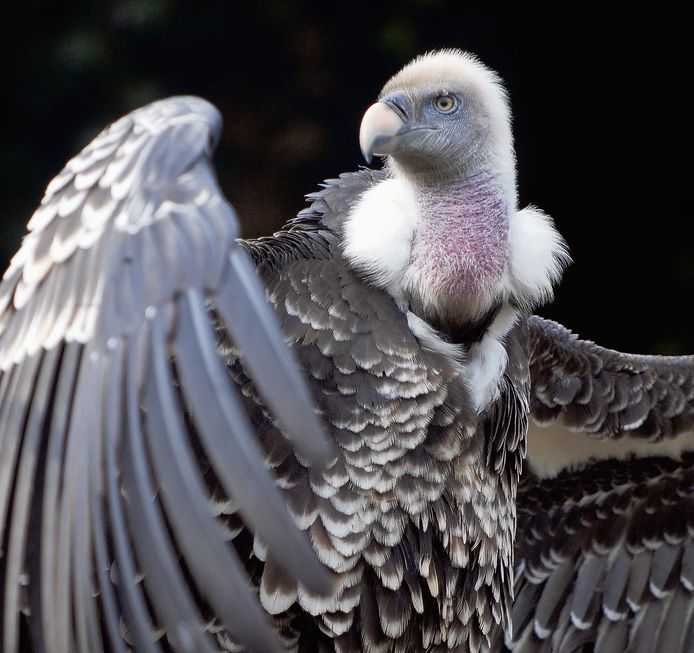 Opmerkelijke vondst: gieren vliegen al zeker 15 jaar (!) rond met kogel ...