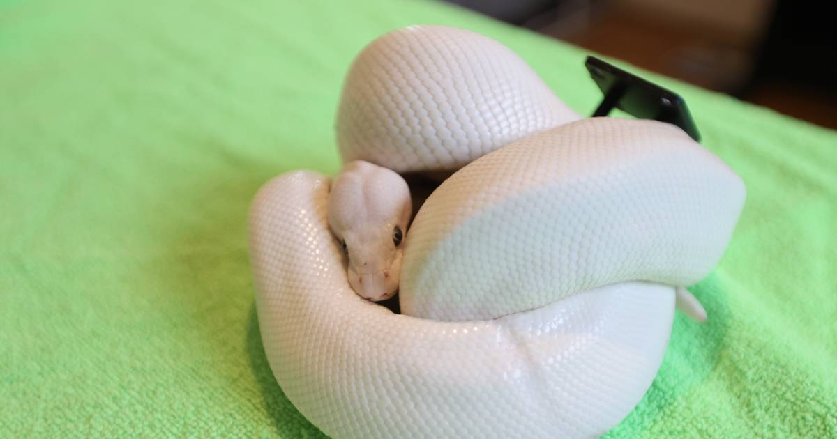 Albino koningspython muurvast in ring | Den Haag | AD.nl