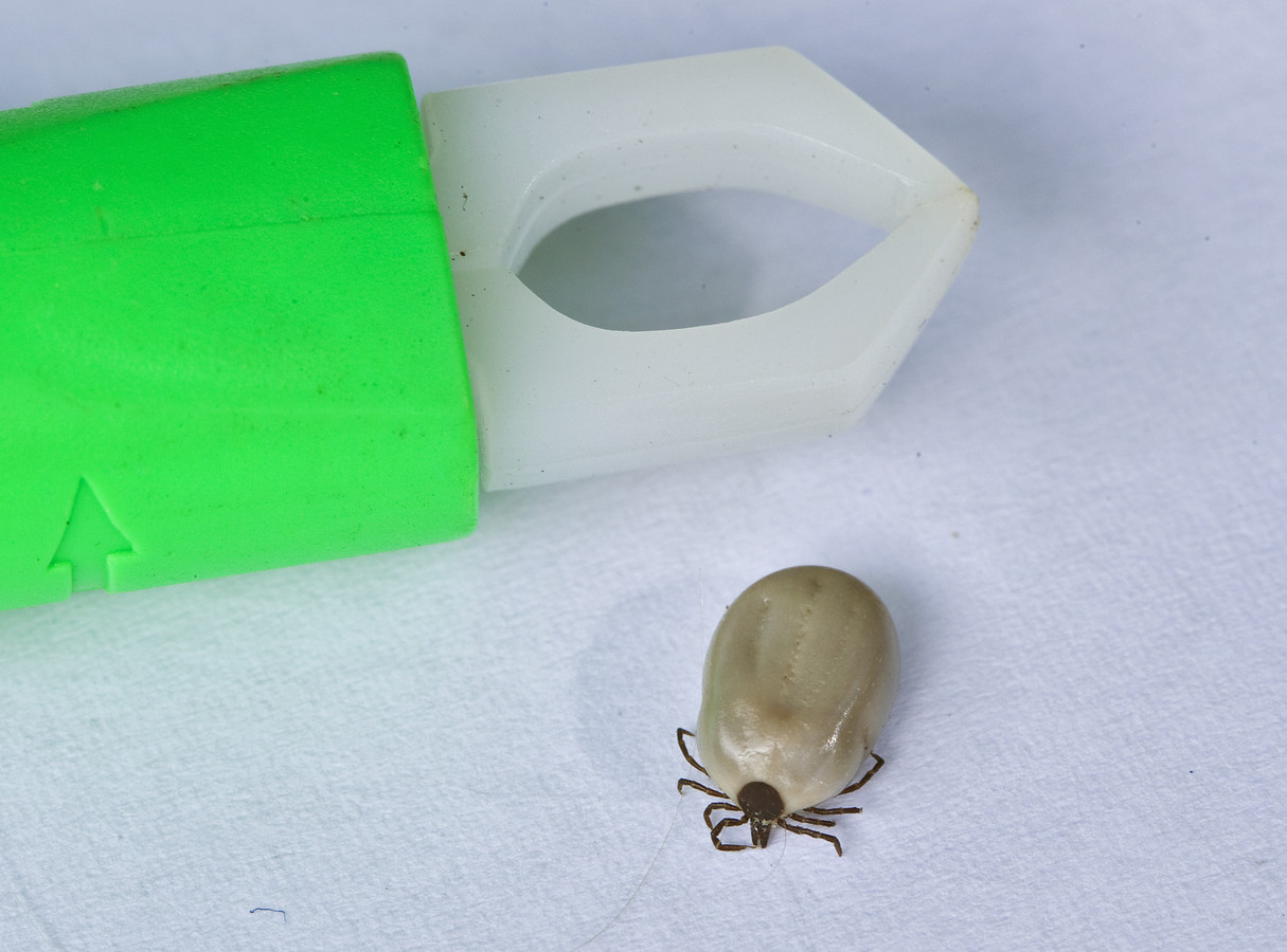 Zo verwijder je een teek en antwoord op andere vragen over tekenbeten ...