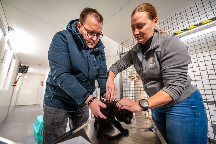 Katten lopen nog te vaak zonder chip over straat en daar wil de ...