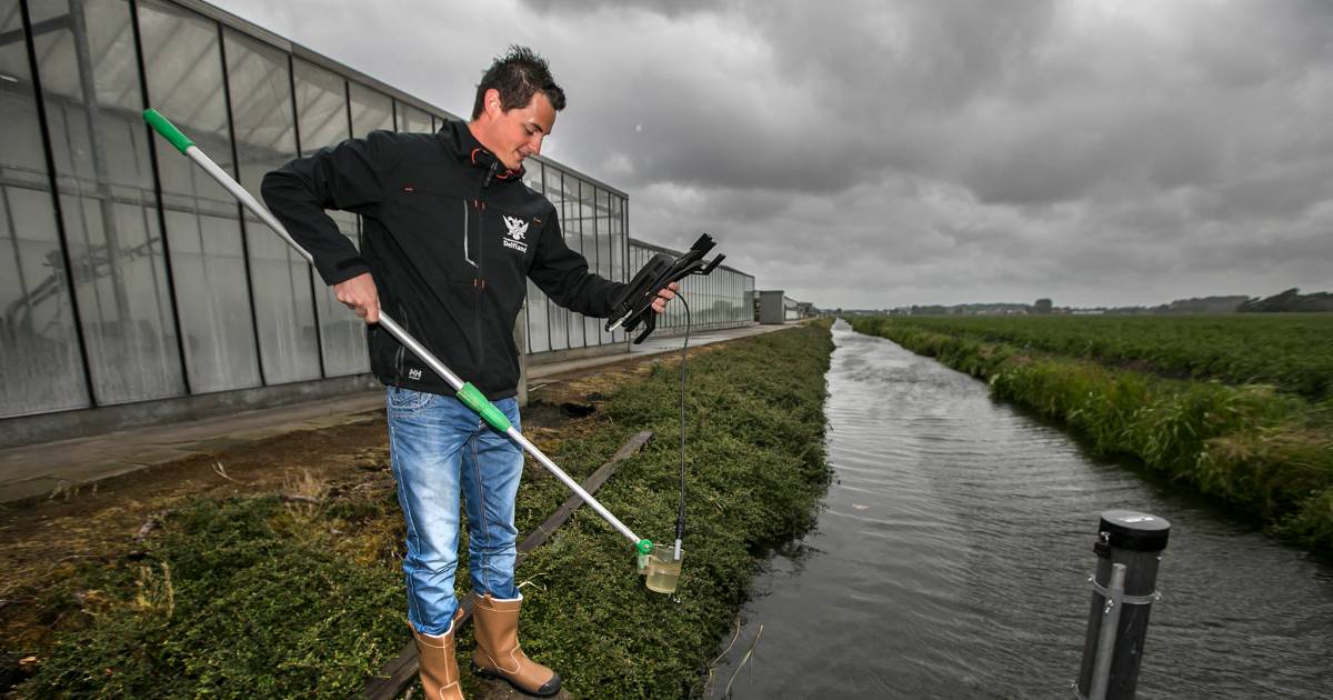 Minder kans op kroos nu het water schoner is | Westland | AD.nl