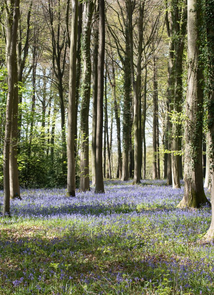 Genieten van de pracht van blauwe boshyacinten in het Brakelbos ...