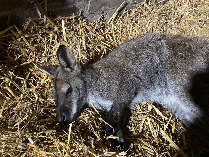 Van wie is toch die ‘festivalwallaby’? ‘Het dier komt niet helemaal uit Amsterdam gelopen ...