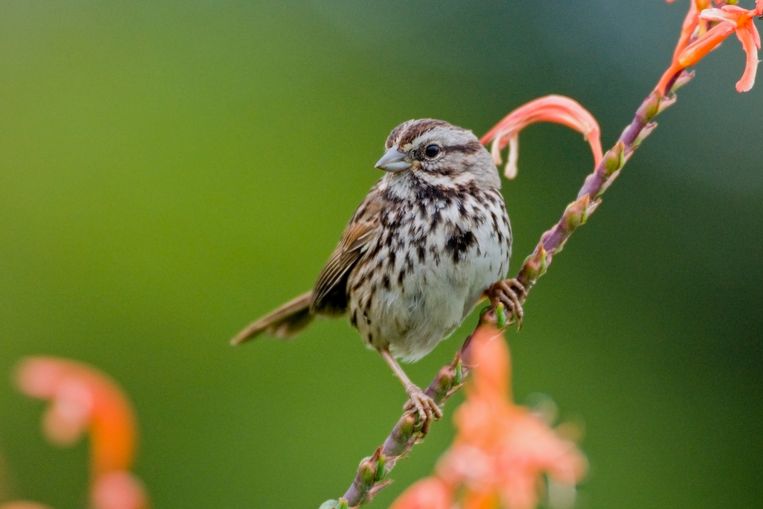 Waarom een zanggors in ons land zoveel kijklustigen trekt: ‘We zouden ...