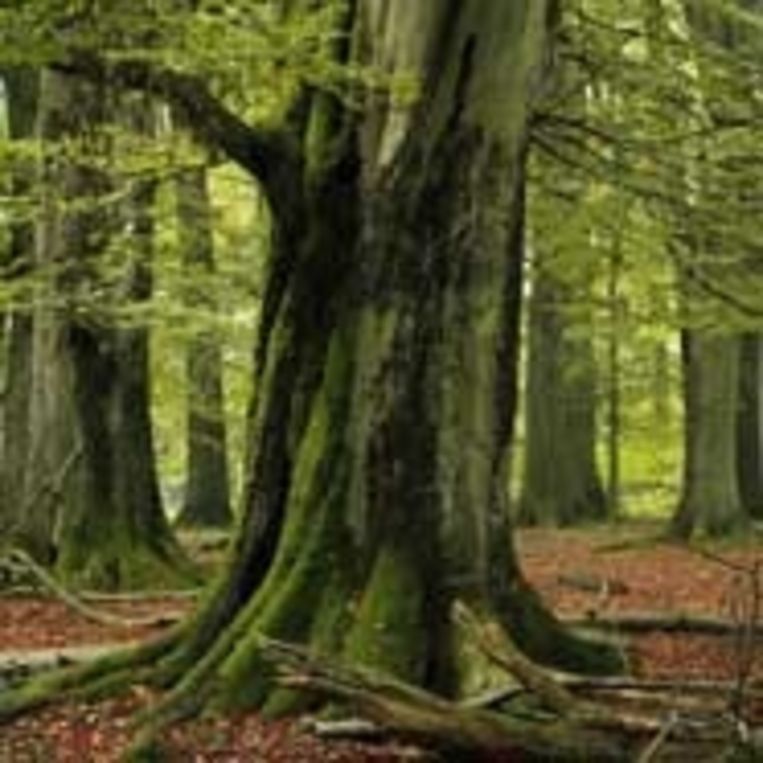 De authentieke Bospoepersboom van Retie | Humo